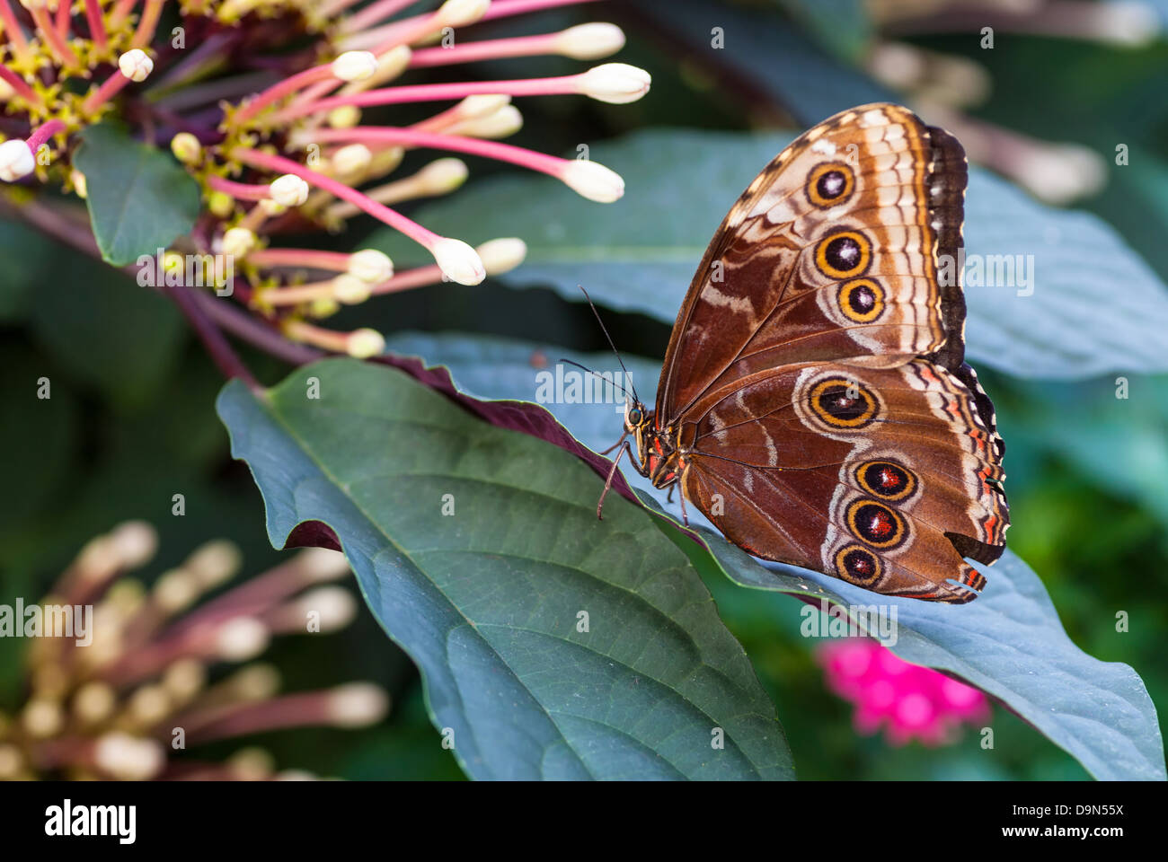 Large butterfly hi-res stock photography and images - Alamy