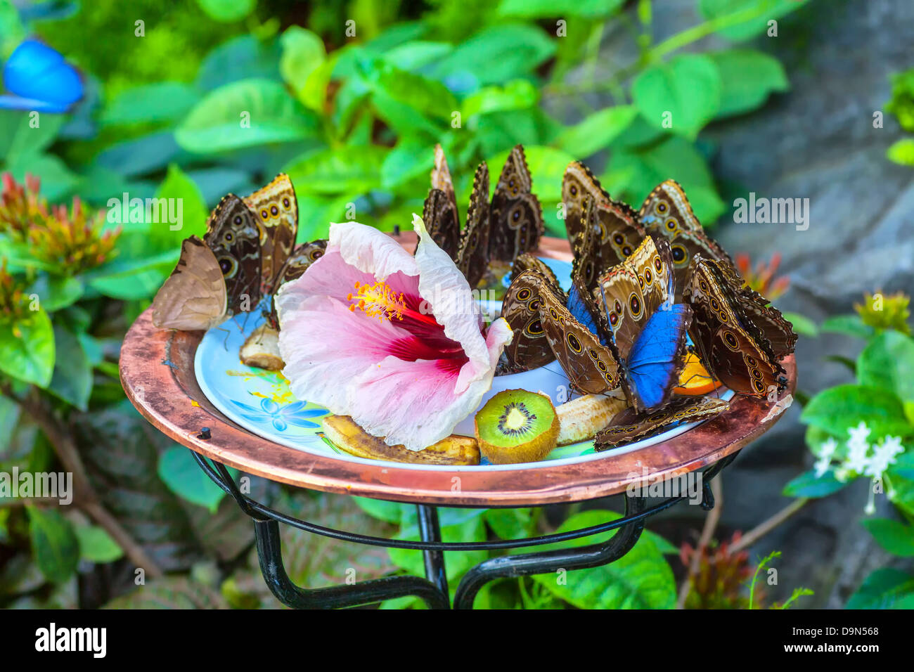 Butterflies feeding at a feeding station in the garden Stock Photo - Alamy