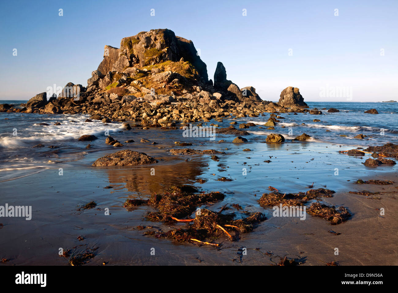 OR01088-00...OREGON - Seaweed and kelp on Rock Beach at the edge of the ...