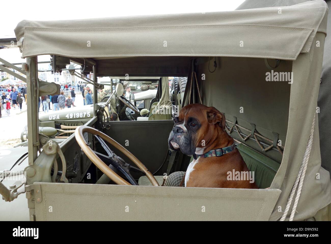 Dog driving a truck, dog behind the steering wheel of a lorry Stock ...