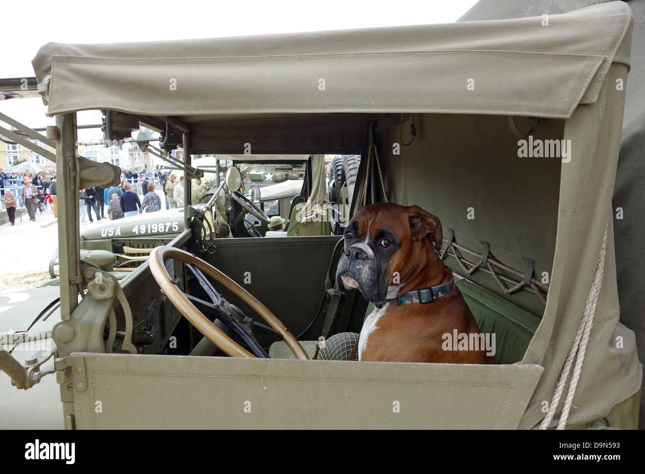Dog driving a truck, dog behind the steering wheel of a lorry Stock ...