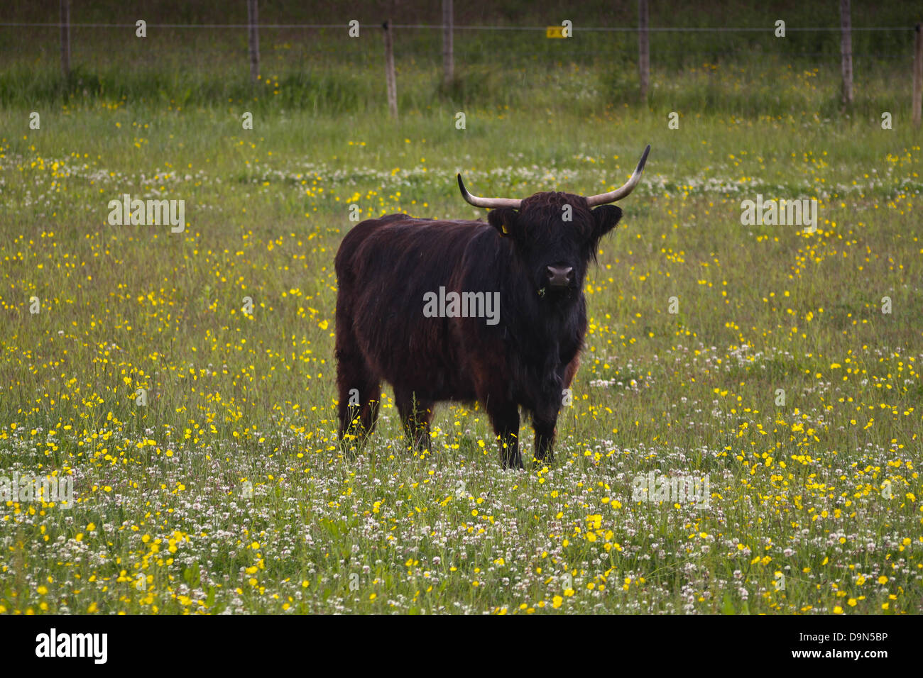 Black highland cow hi-res stock photography and images - Alamy