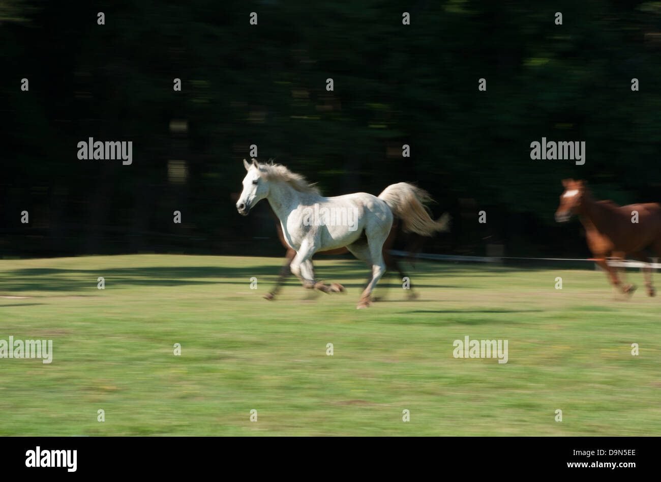 Three horses gallop together in a pasture with white horse in front ...