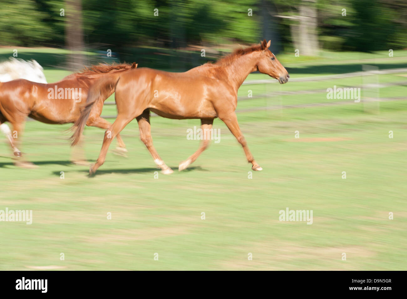 Three horses gallop together in a pasture Stock Photo - Alamy