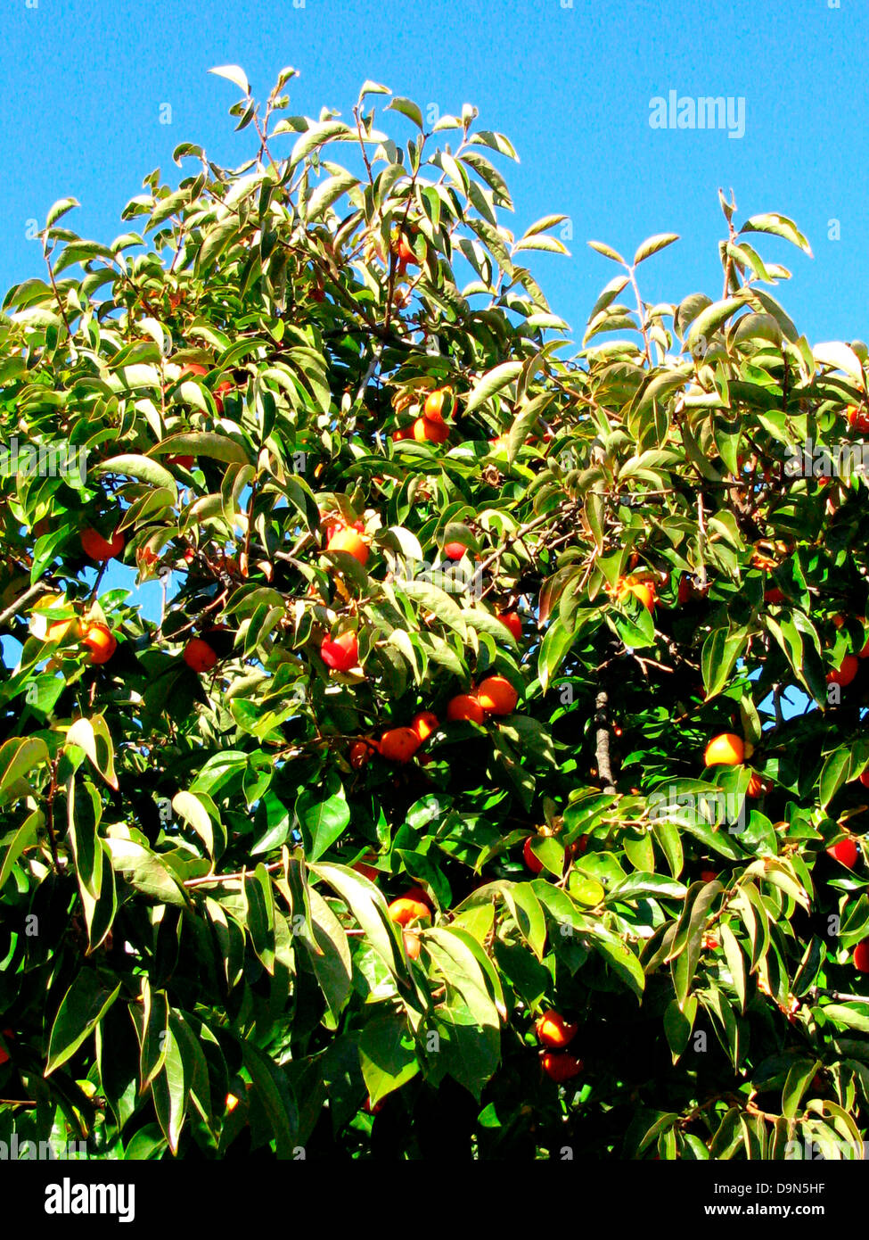 Persimmon tree hi-res stock photography and images - Alamy