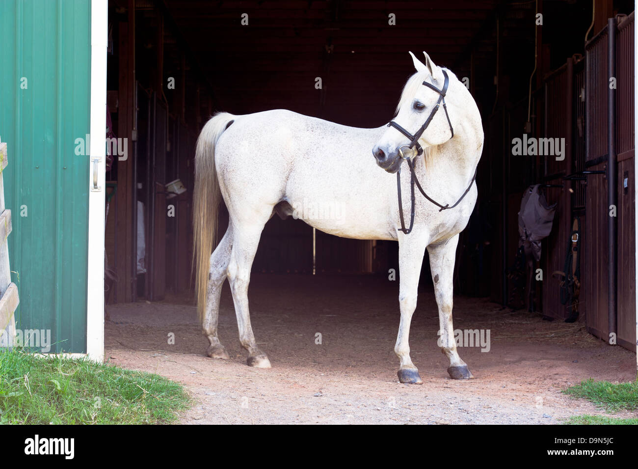 White Hanoverian Horse
