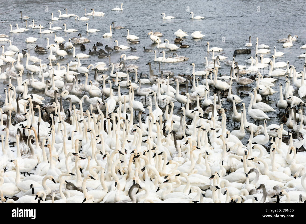 Trumpeter swans wild birds hi-res stock photography and images - Alamy