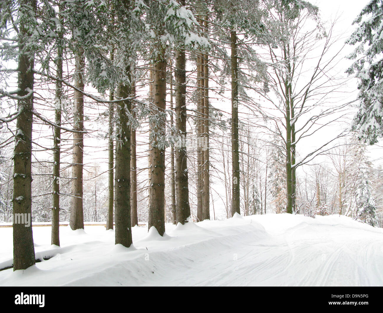 on trail through forest,alpe di mera,piemonte,italy Stock Photo - Alamy