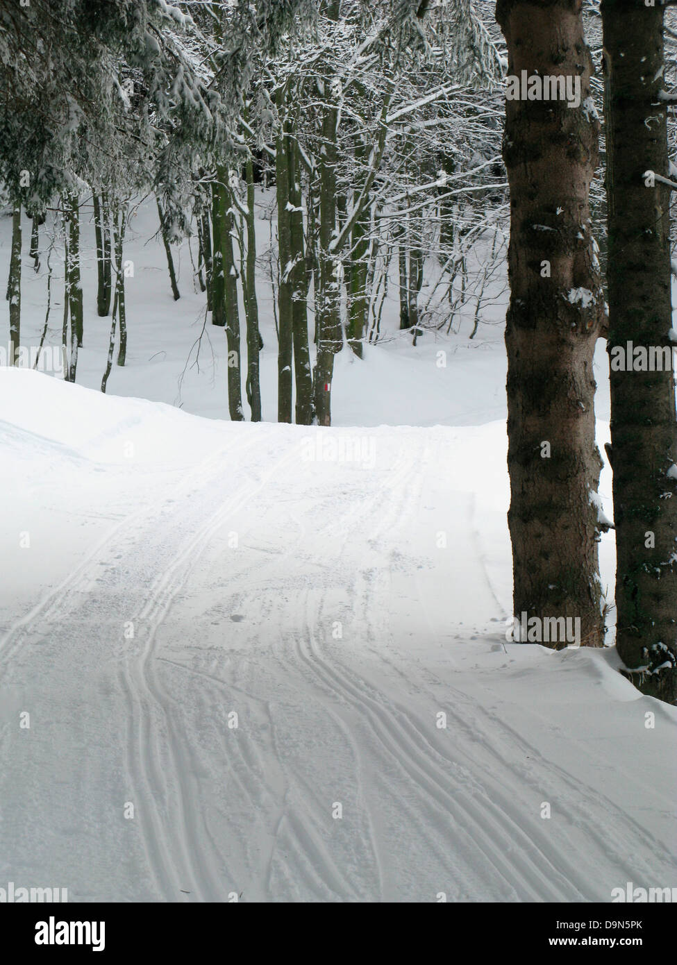 on trail through forest,alpe di mera,piemonte,italy Stock Photo - Alamy