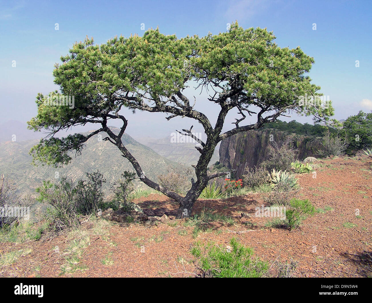 Big Bend National Park in Texas is known for its vast desert landscapes ...