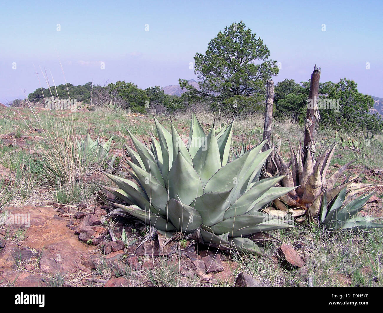 Big Bend National Park in Texas is known for its dramatic desert ...