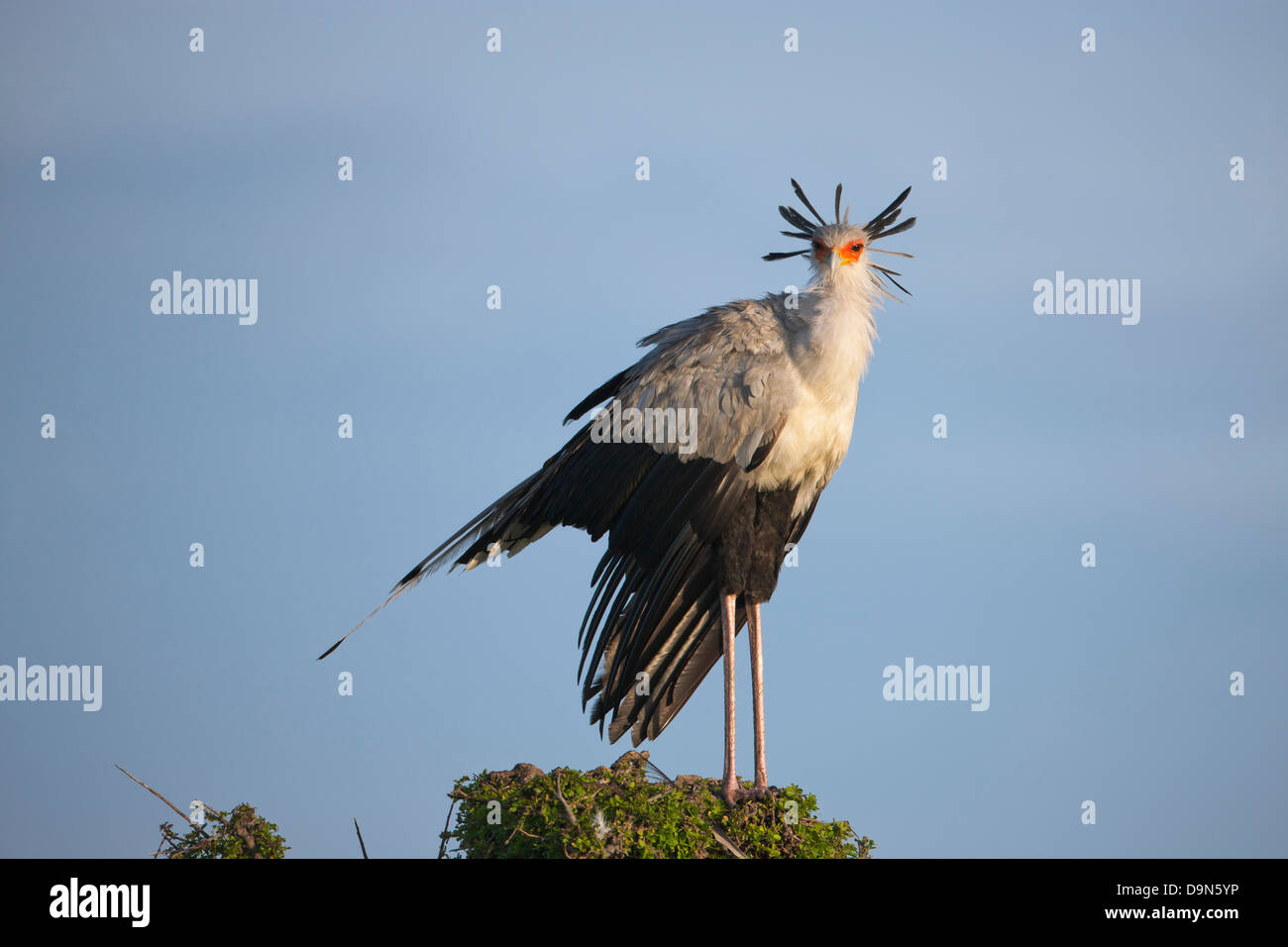Secretary bird snake hi-res stock photography and images - Alamy