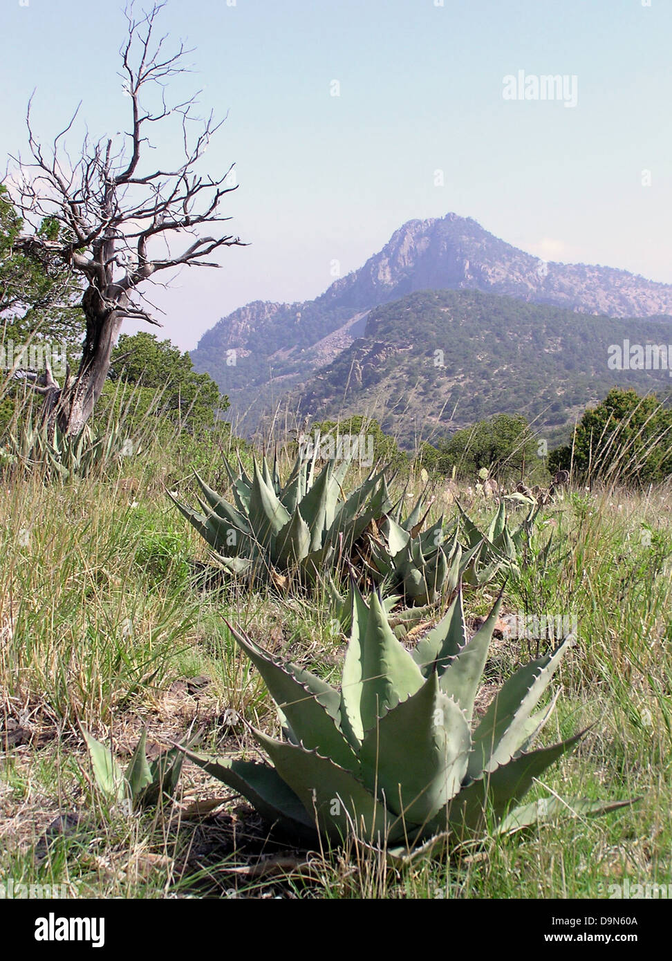 Big Bend National Park in Texas is known for its diverse landscapes ...