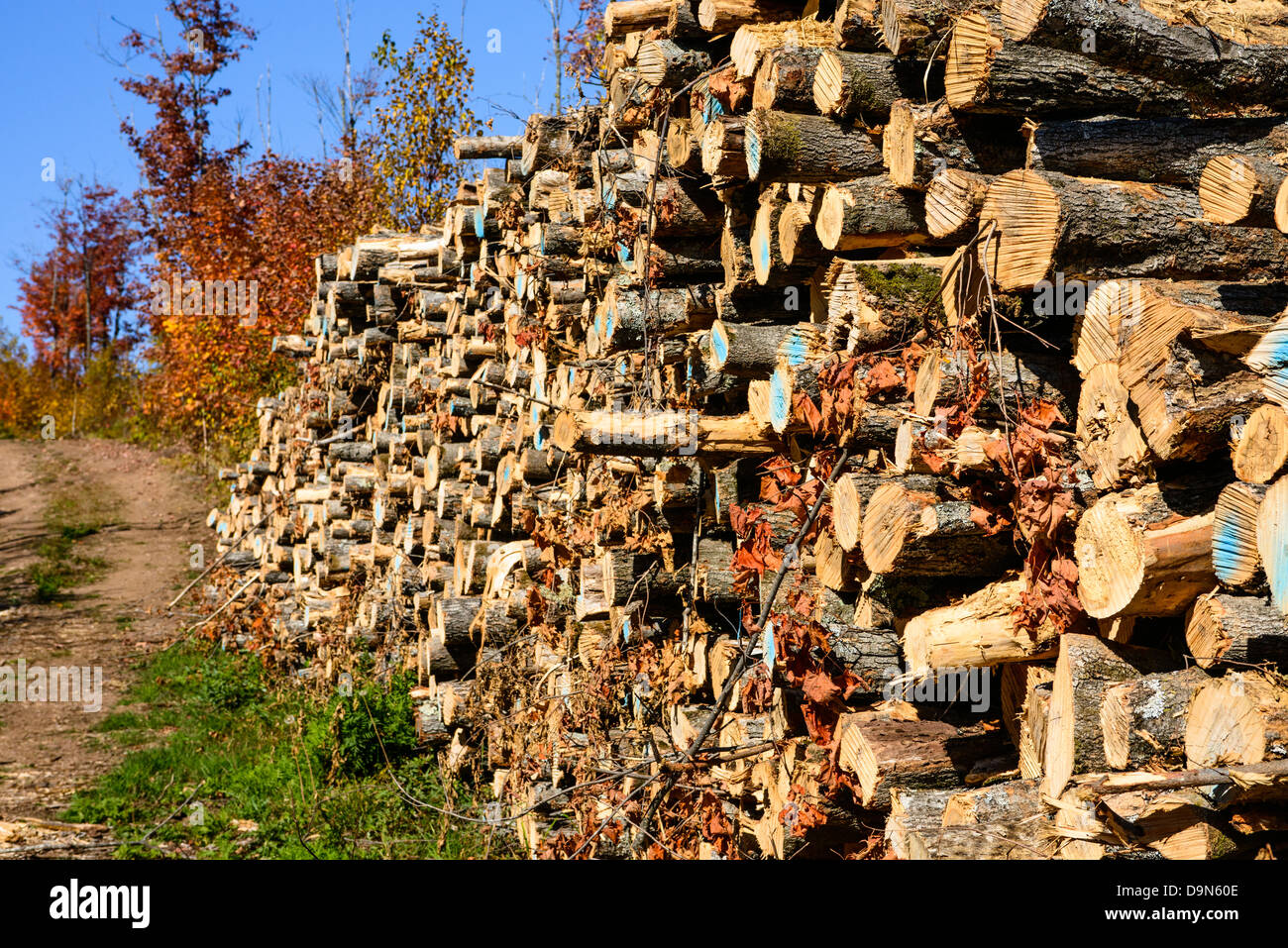 Wood Pulp Stock Photos & Wood Pulp Stock Images - Alamy