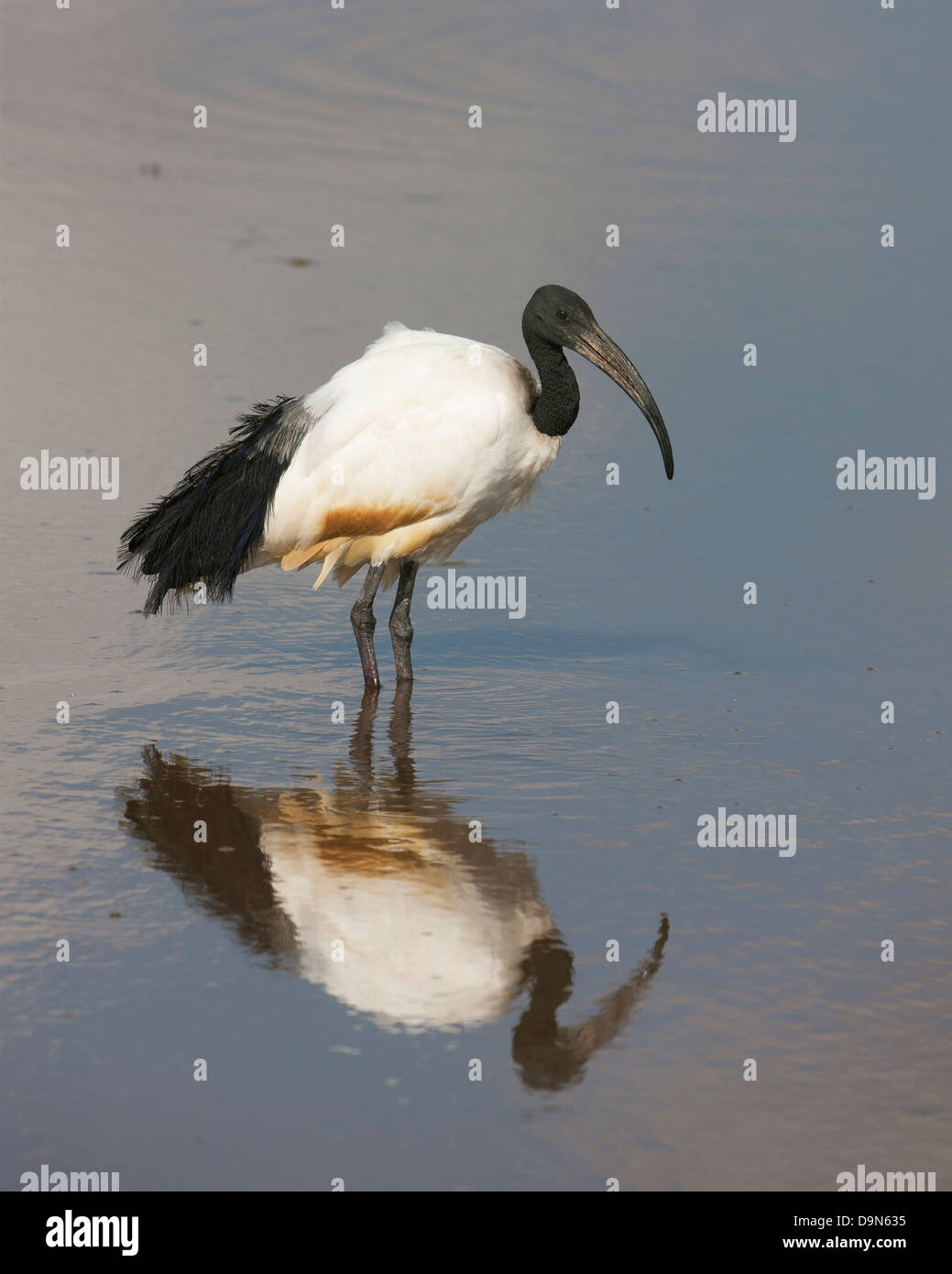 African ibis hi-res stock photography and images - Alamy
