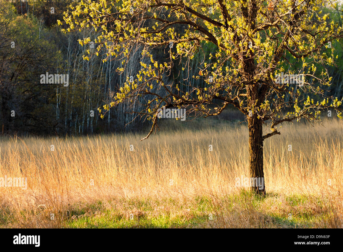 Richardson nature center hi-res stock photography and images - Alamy
