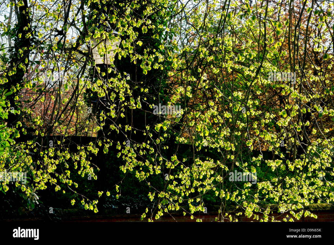 UK, England, spring leaves Stock Photo - Alamy