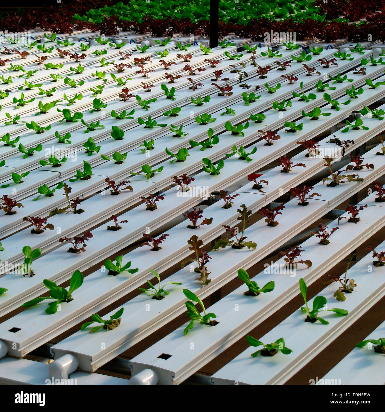 Hydroponic cultivations hi-res stock photography and images - Alamy