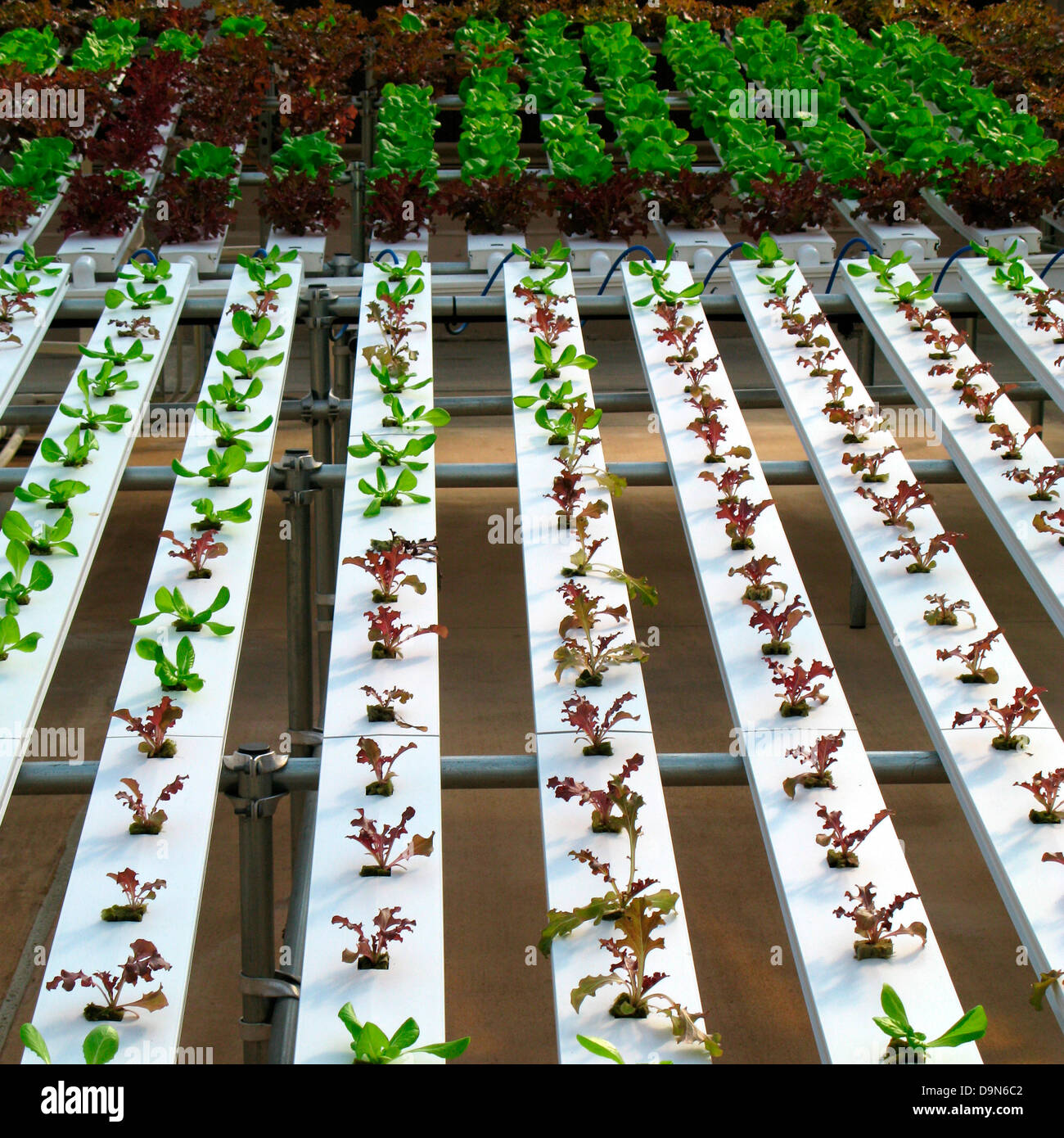 hydroponic cultivations,epcot center,orlando,florida,usa Stock Photo ...