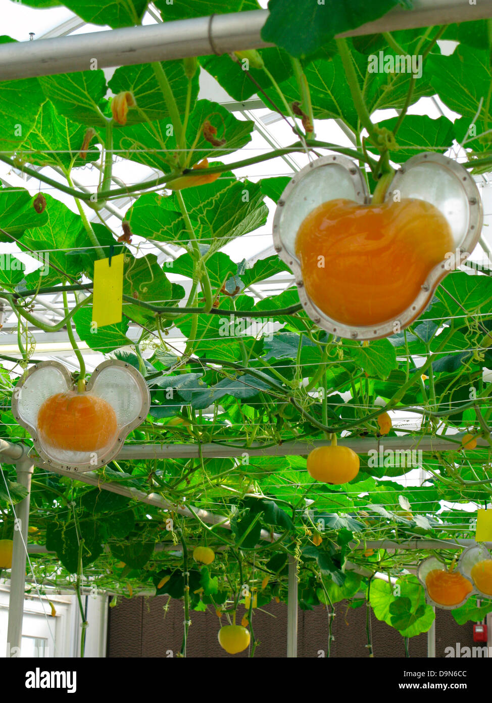 hydroponic pumpkins,epcot center,orlando,florida,usa Stock Photo - Alamy