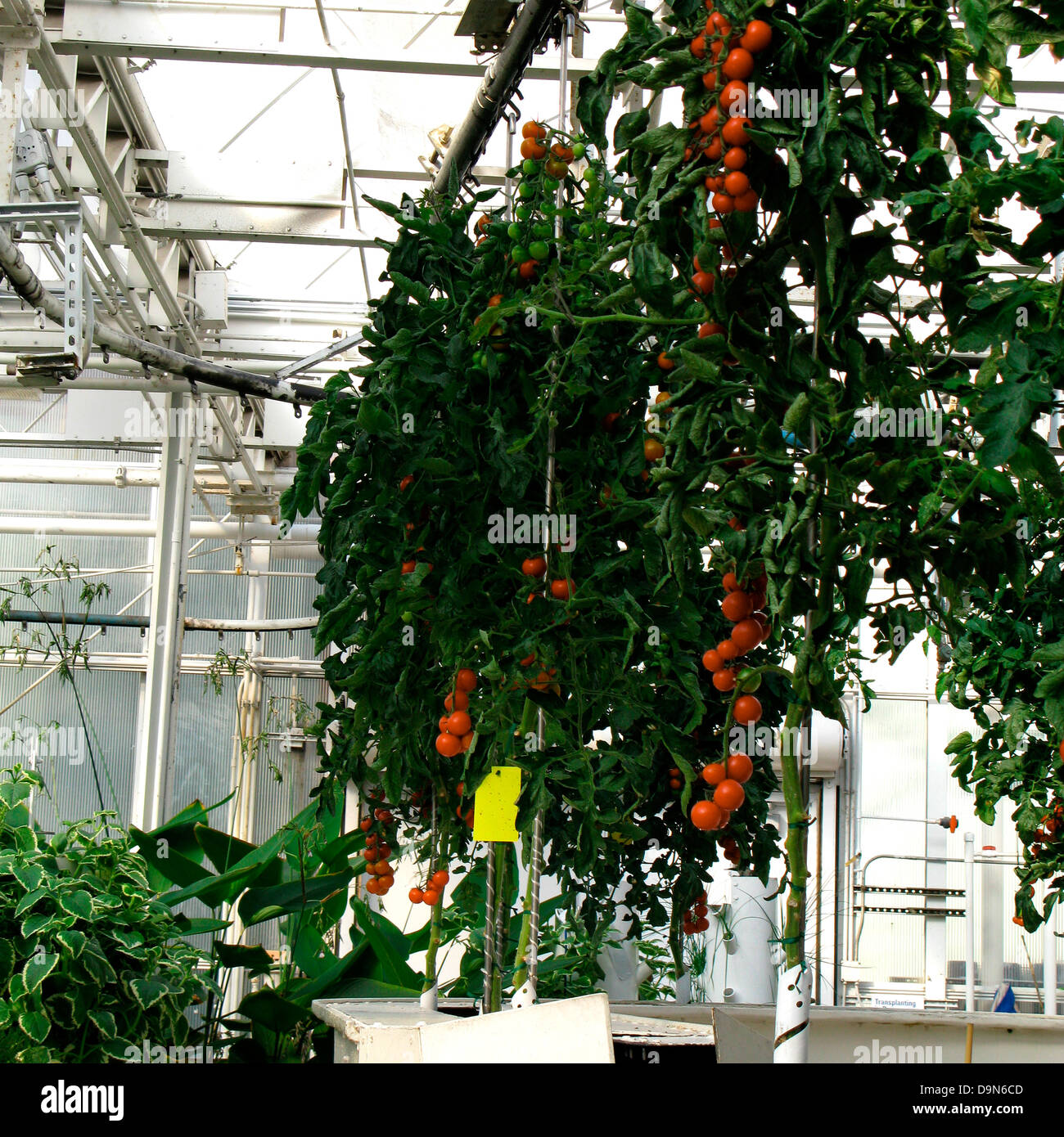 hydroponic tomatoes,epcot center,orlando,florida,usa Stock Photo - Alamy