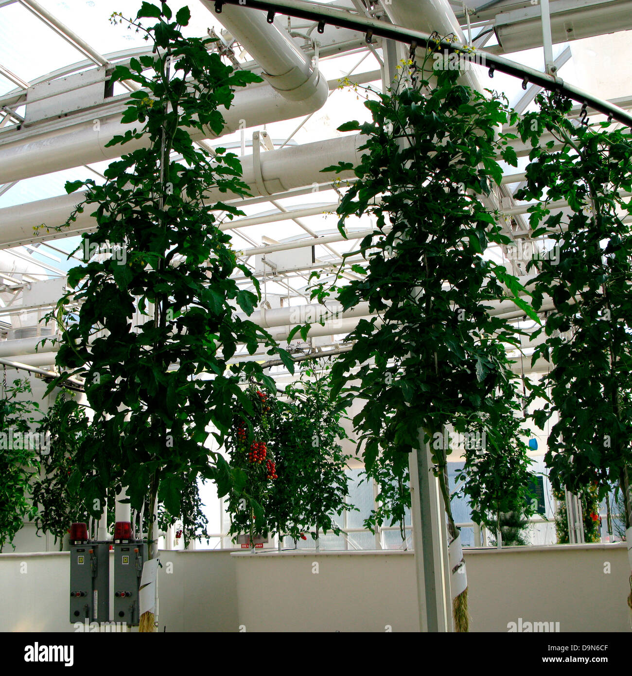 hydroponic tomatoes,epcot center,orlando,florida,usa Stock Photo - Alamy