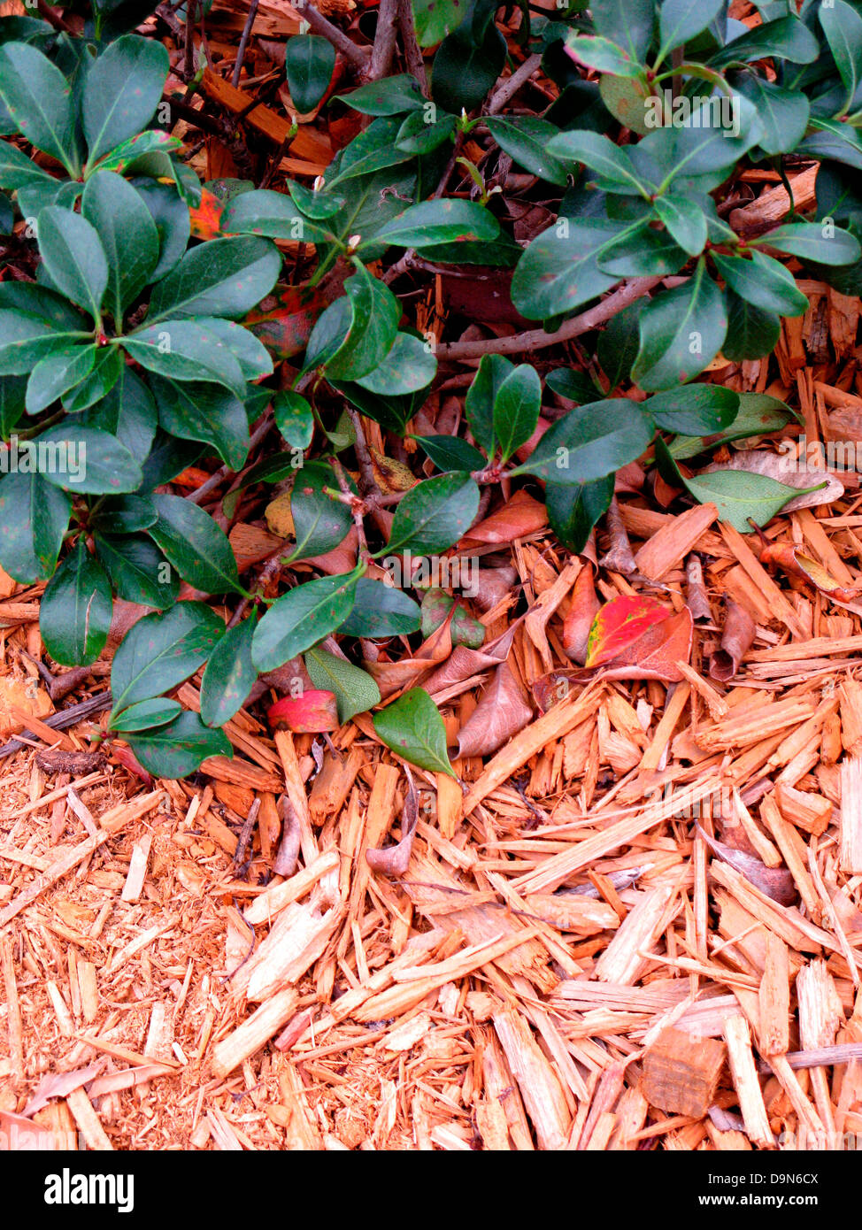 bark around hedge Stock Photo - Alamy