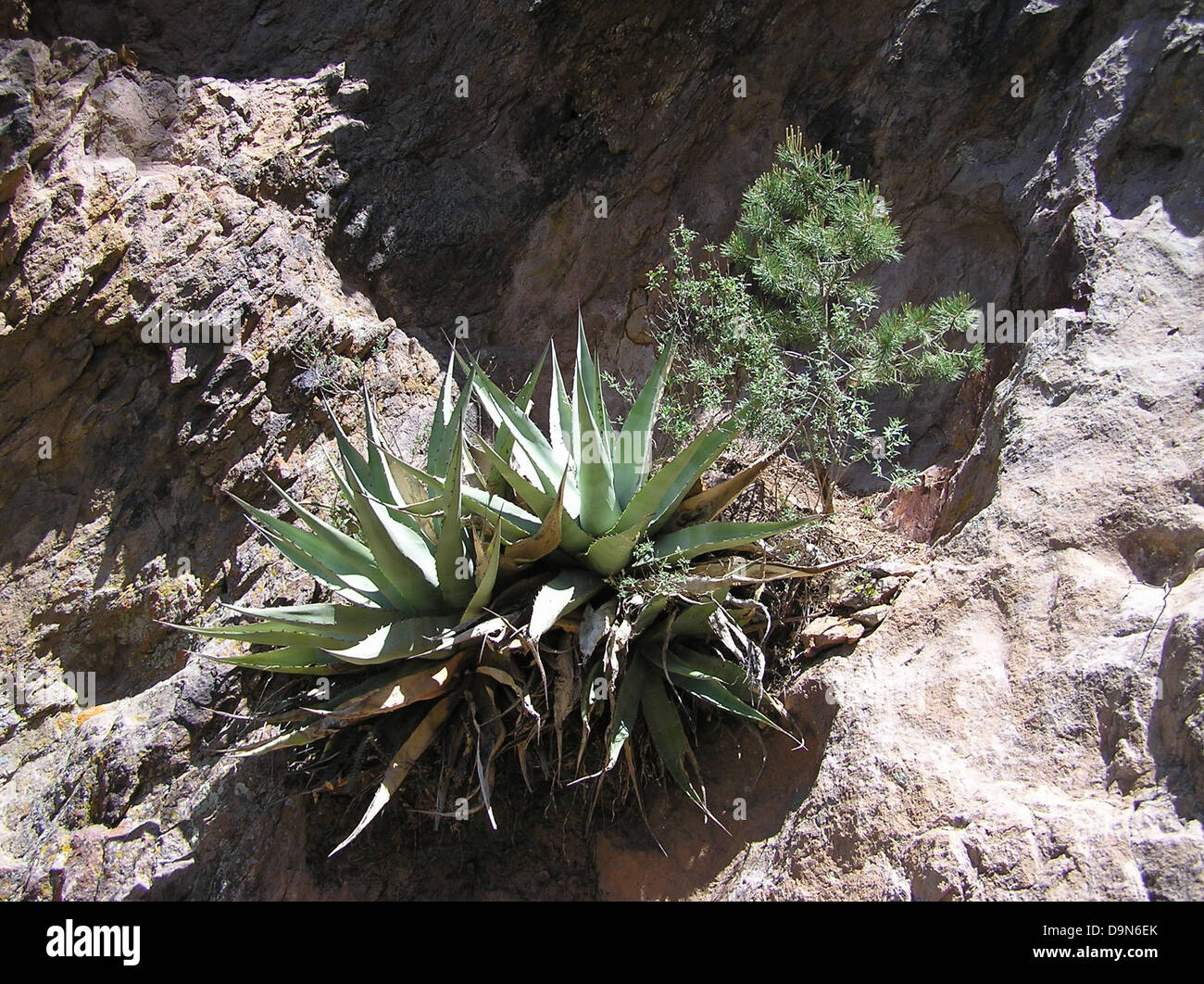 Big Bend National Park in Texas is known for its dramatic desert ...