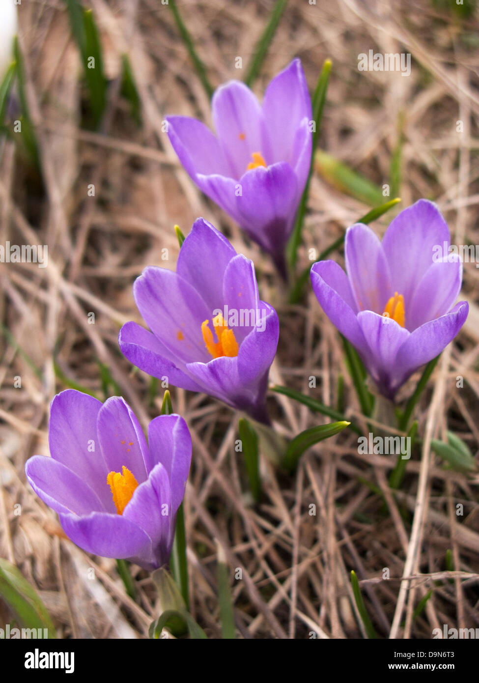 Longiflorus hi-res stock photography and images - Alamy