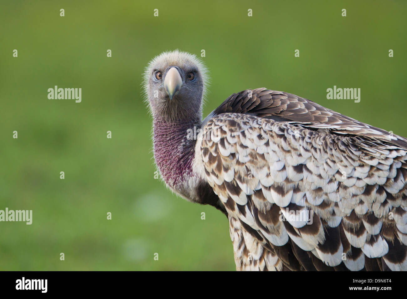 Vulture humor hi-res stock photography and images - Alamy