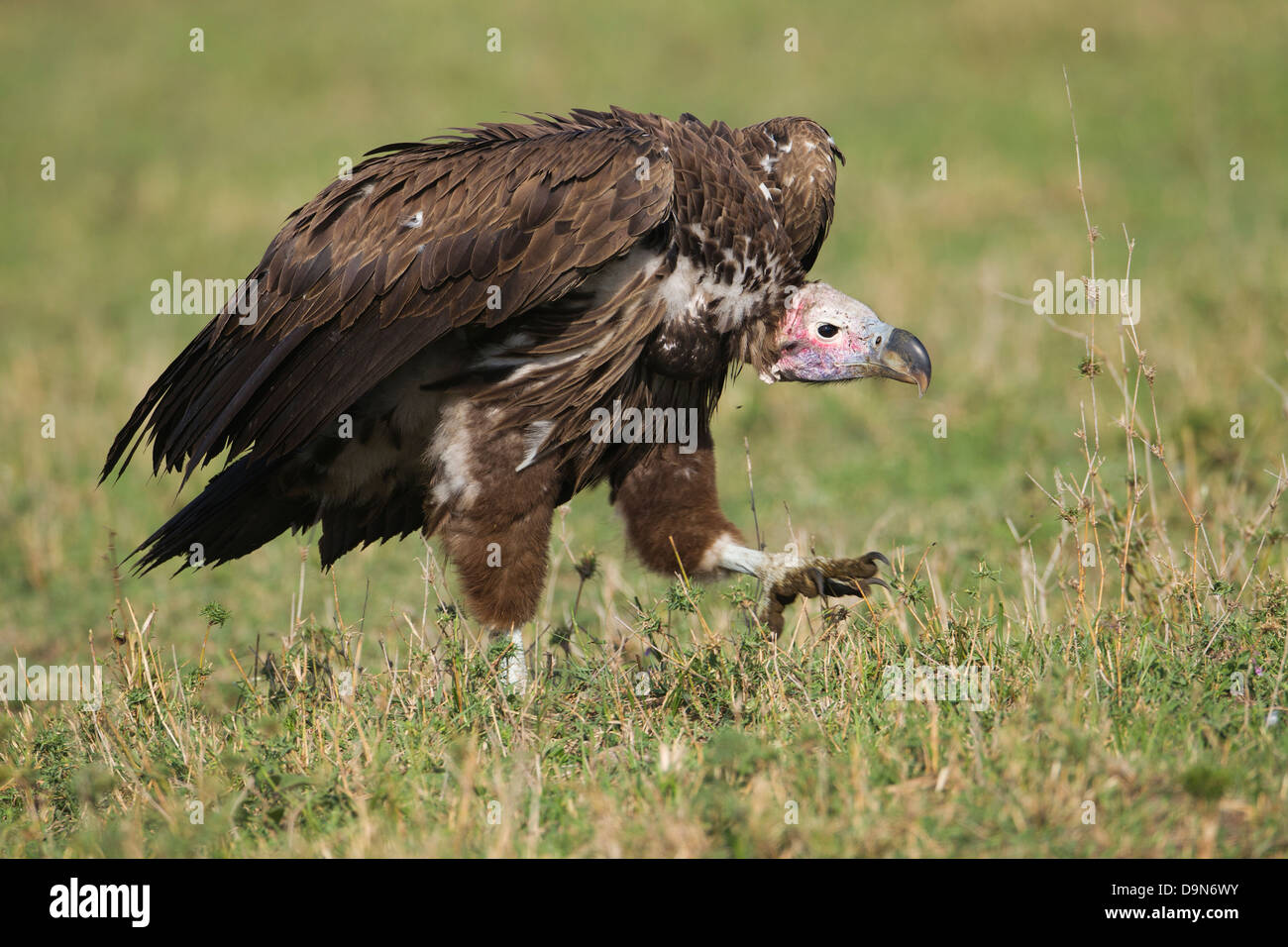 Lapped face hi-res stock photography and images - Alamy