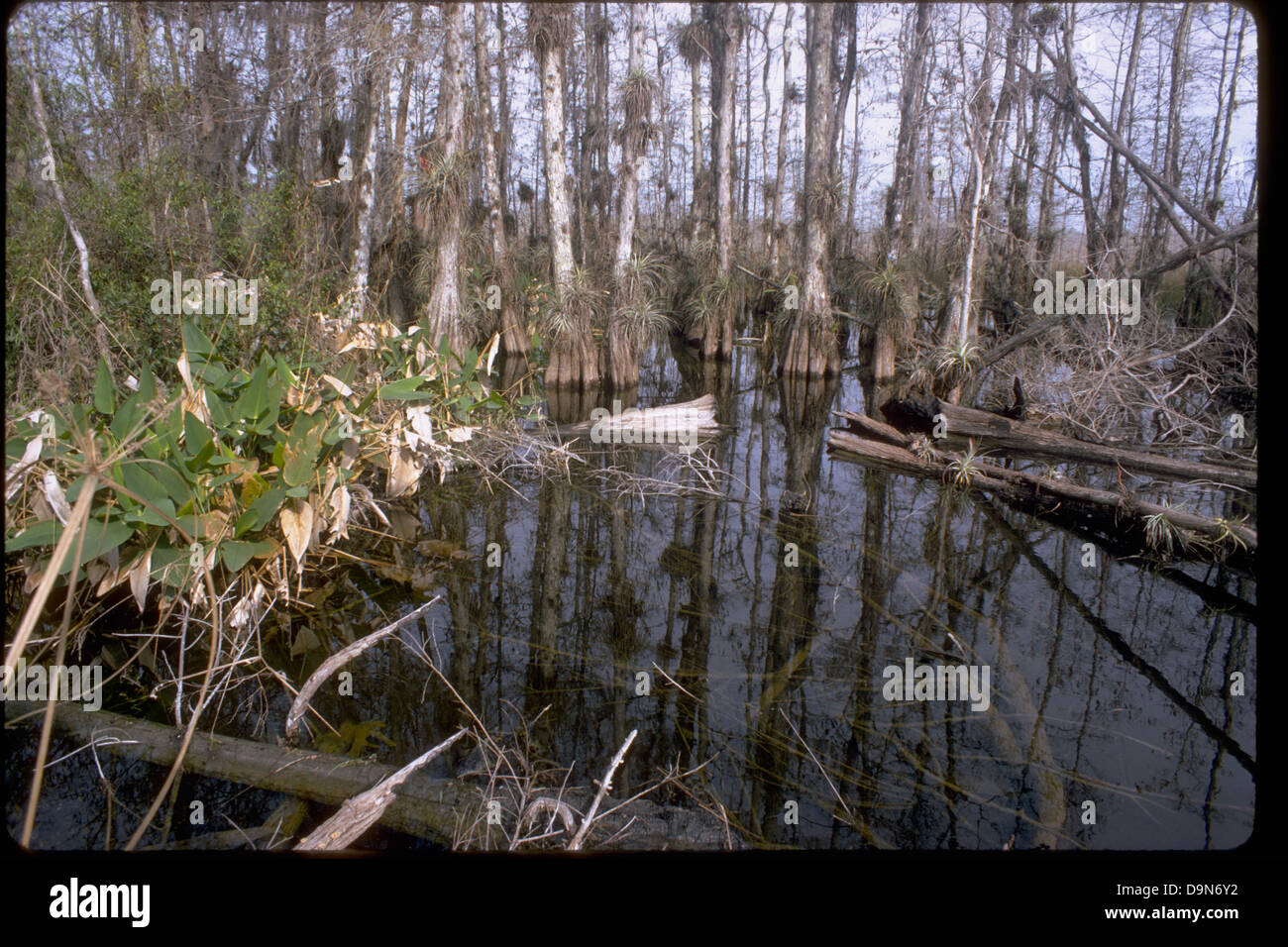 Big Cypress National Preserve in Florida features unique swamp and ...