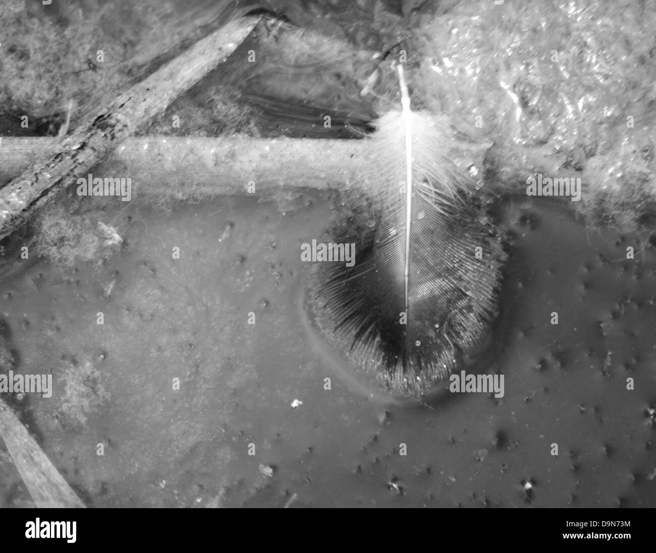 Floating swamp Black and White Stock Photos & Images - Alamy