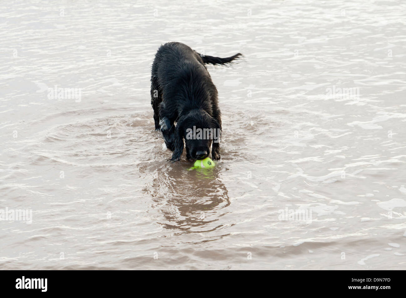 Cocker Spaniel playing in sea at Filey Stock Photo - Alamy