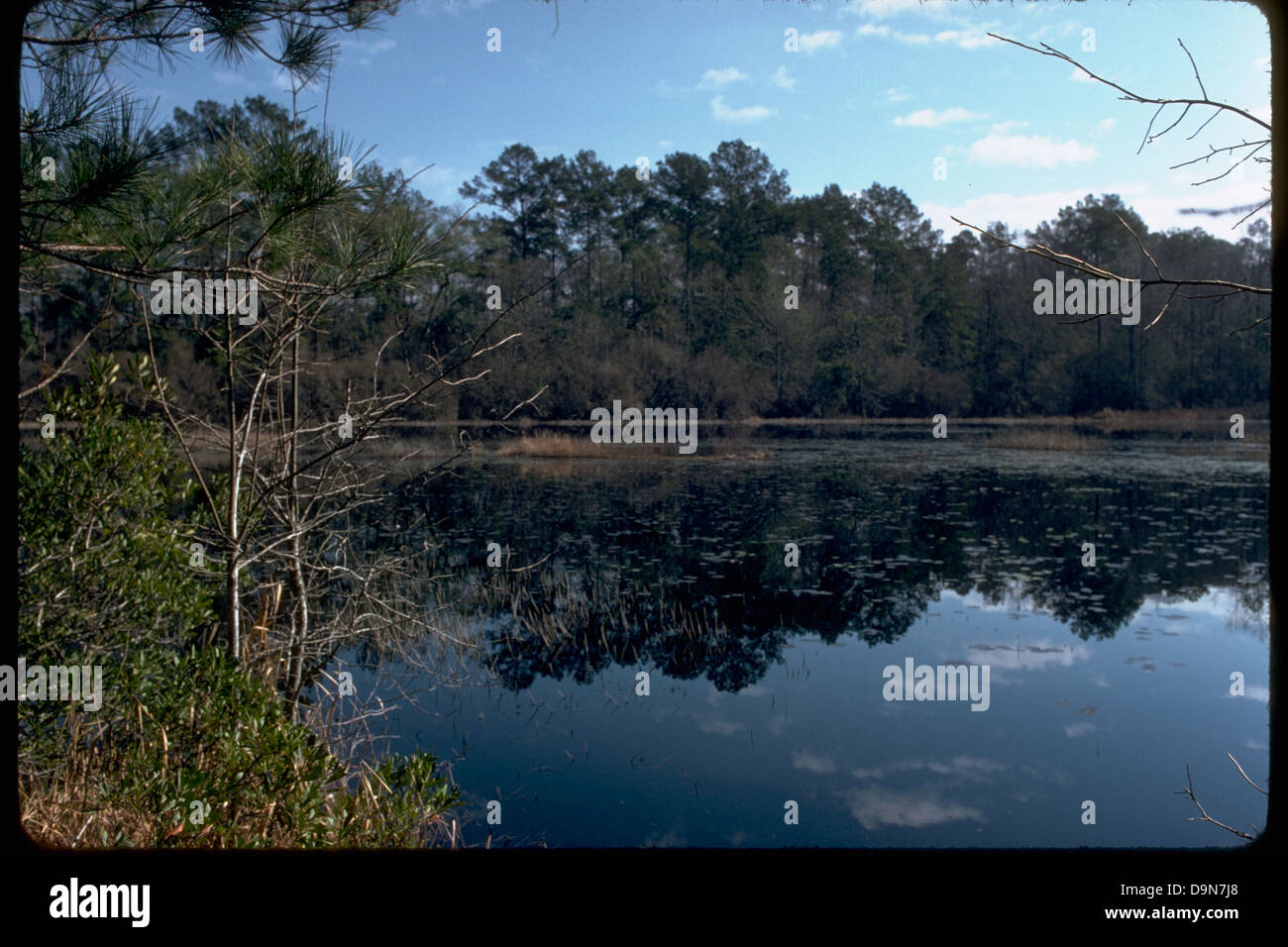 Big thicket national preserve, hi-res stock photography and images - Alamy