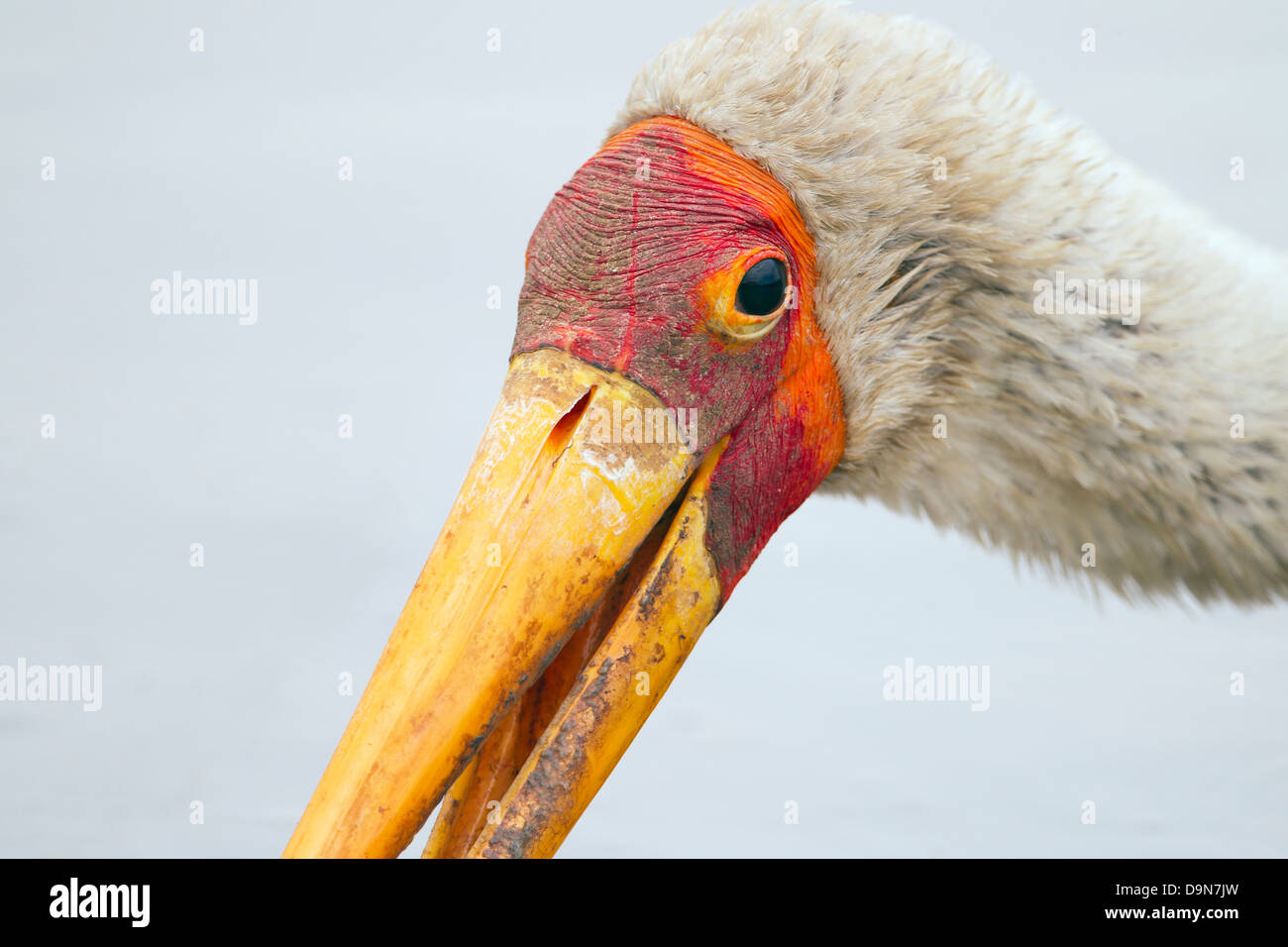 Stork face hi-res stock photography and images - Alamy