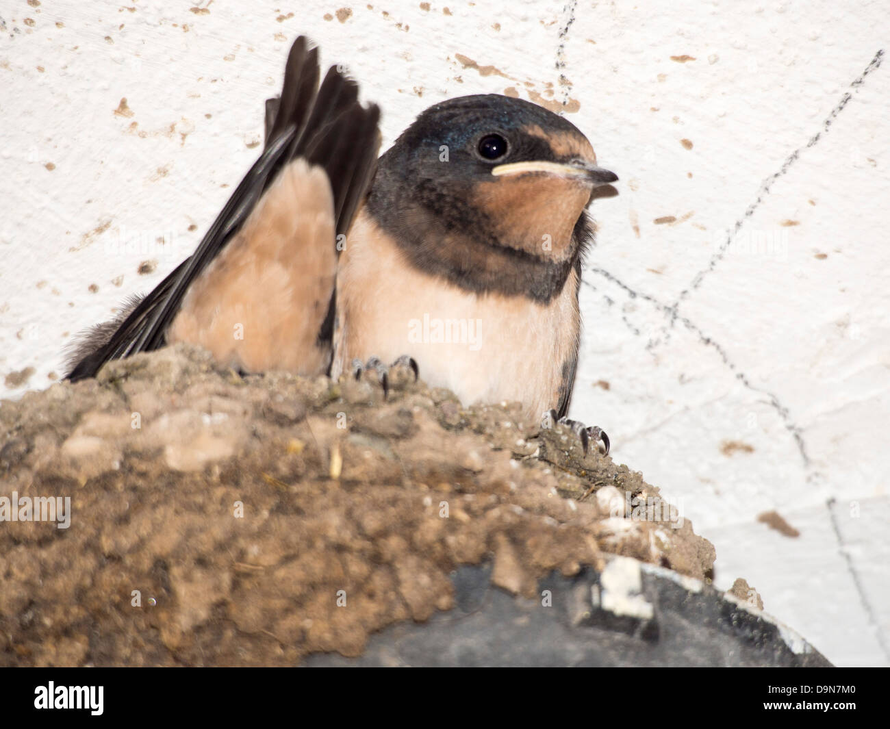 Young Barn Swallows on a nest on Lesvos, Greece Stock Photo - Alamy