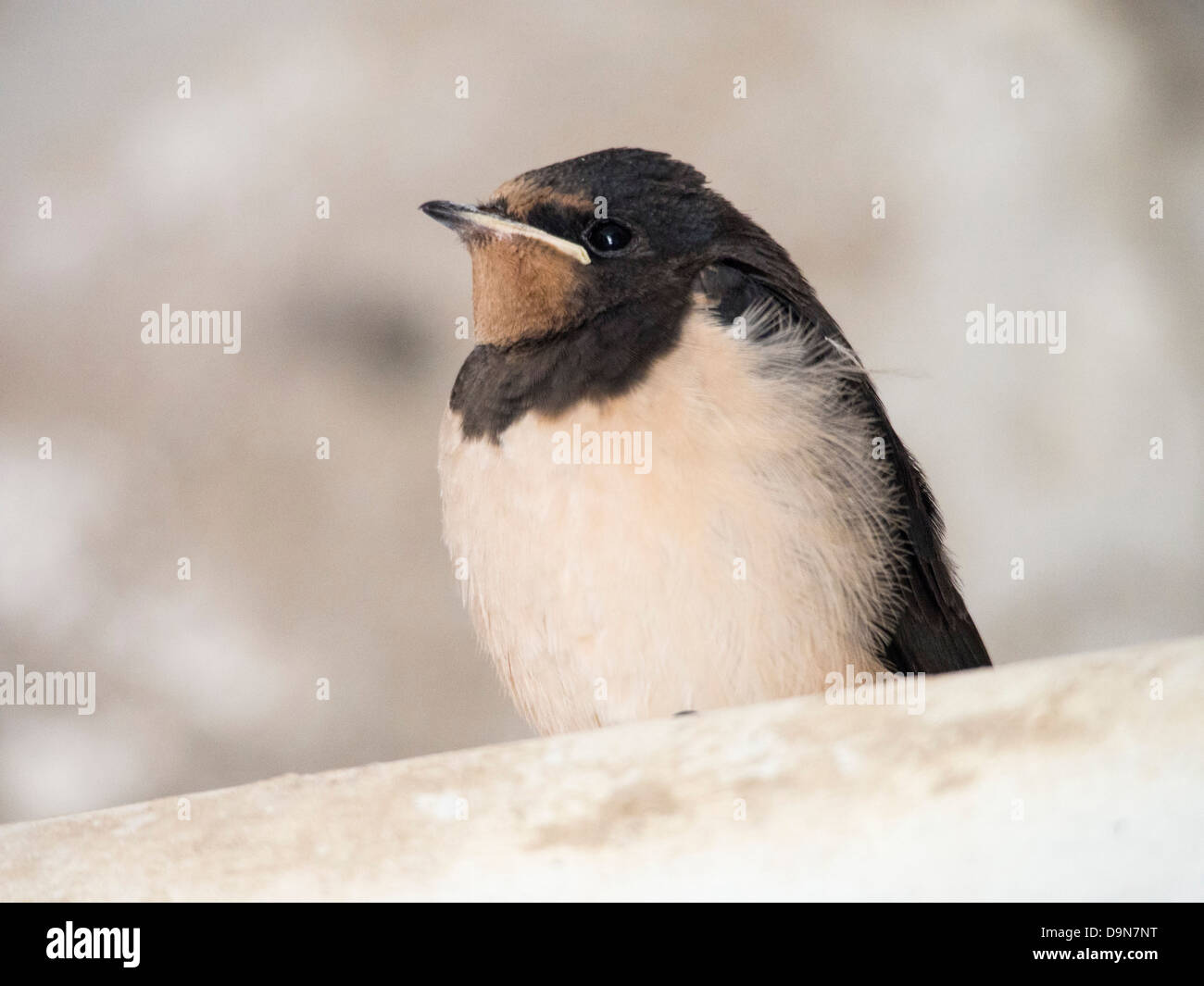 A young Barn Swallows just out of the nest on Lesvos, Greece Stock ...