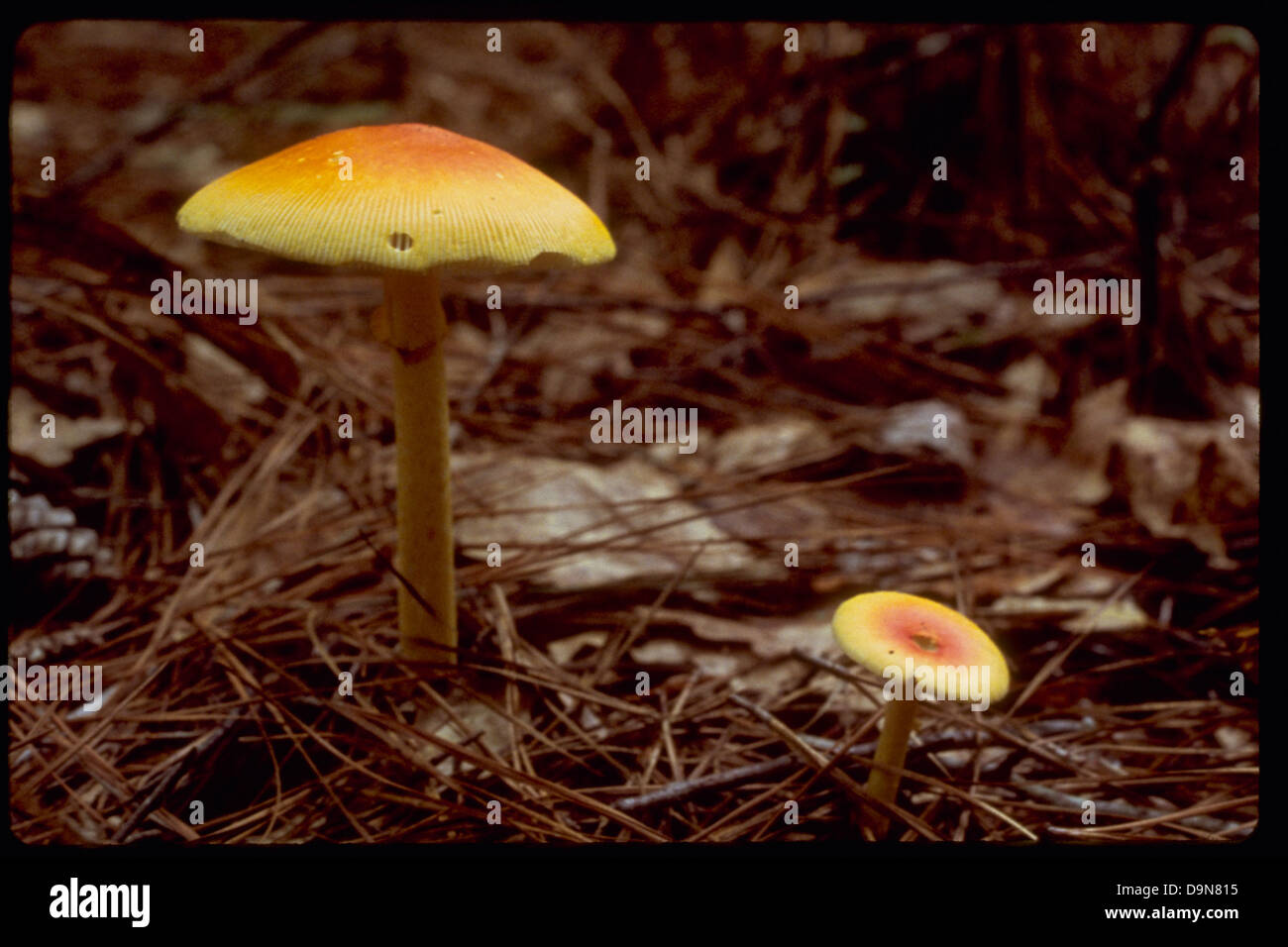 Big Thicket National Preserve in Texas features diverse ecosystems ...