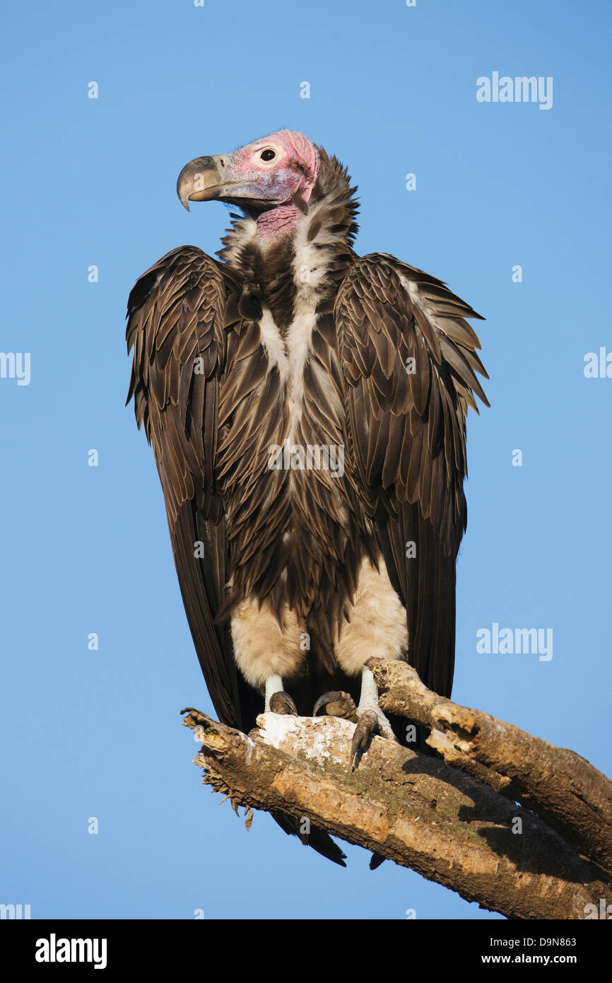 Vulture on a tree hi-res stock photography and images - Alamy