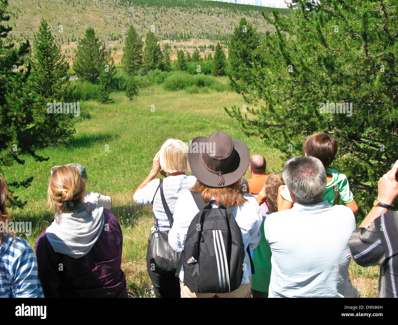 yellowstone national park,wyoming,usa Stock Photo - Alamy