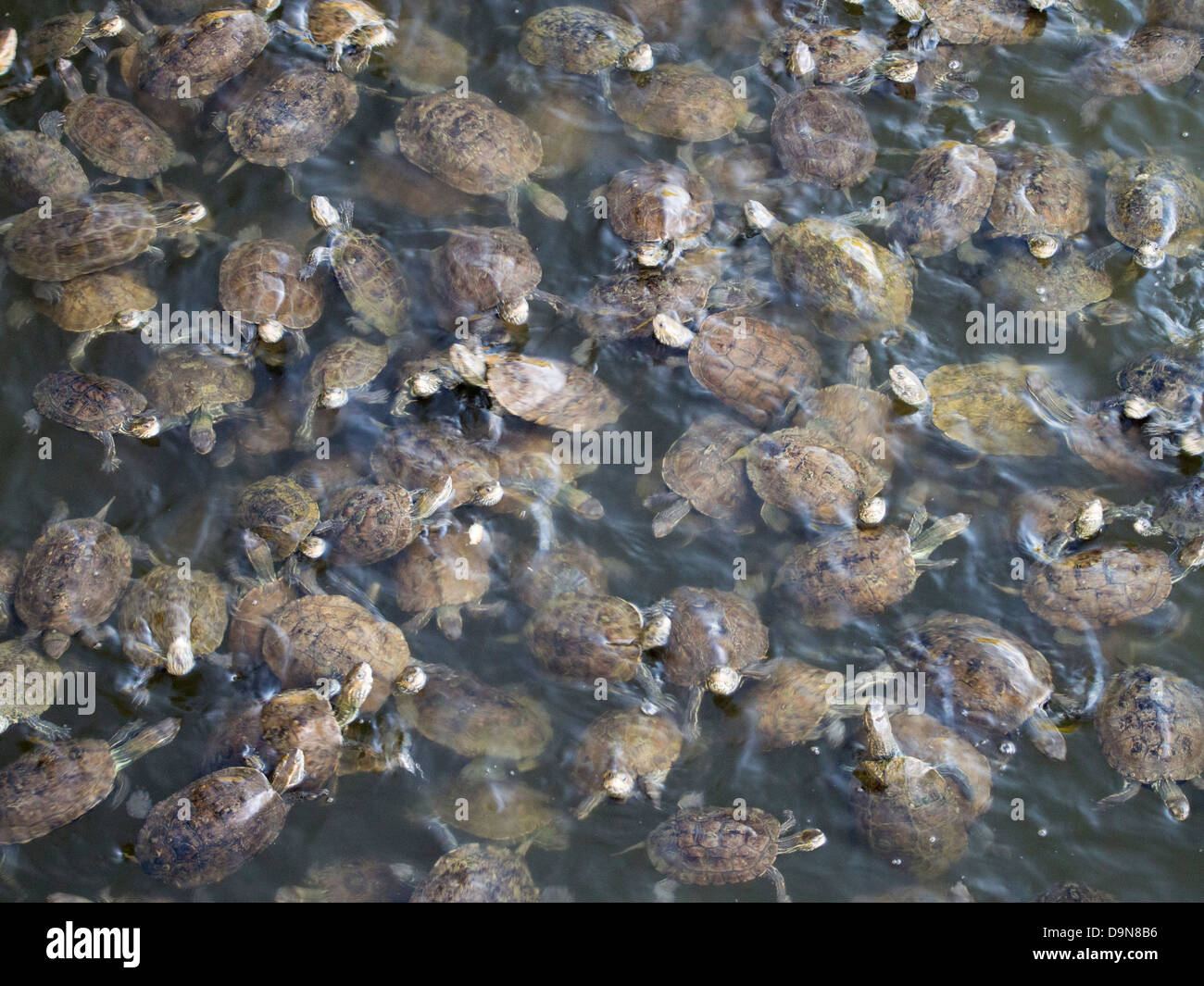 Terrapin fish hi-res stock photography and images - Alamy