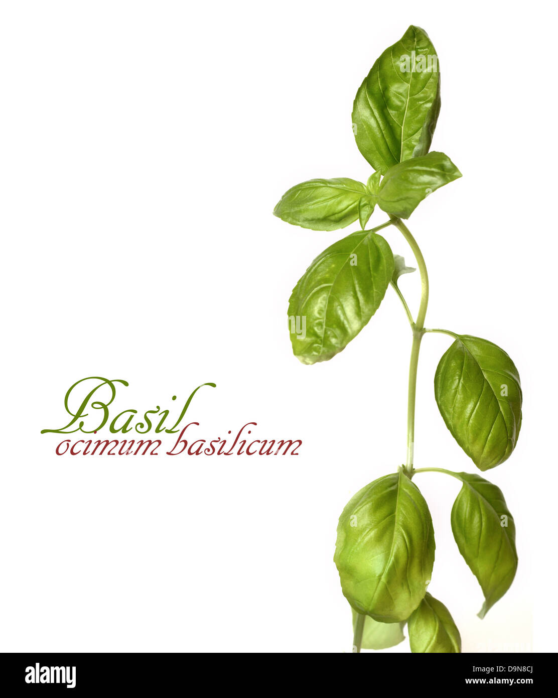 One twig of basil osilated on white background Stock Photo - Alamy