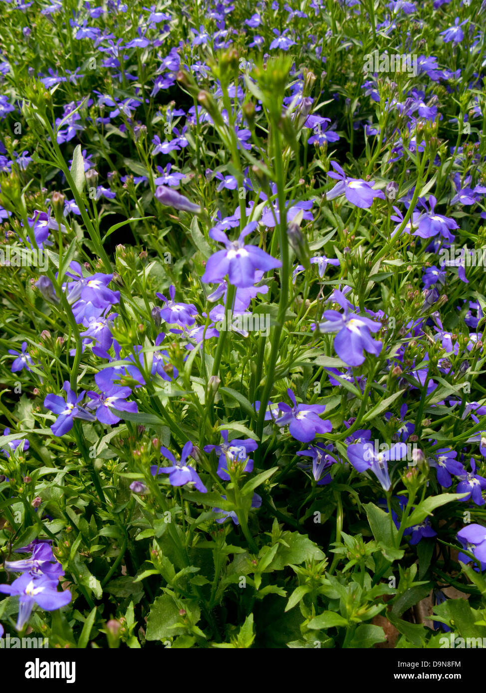 Plants lobelia hi-res stock photography and images - Alamy