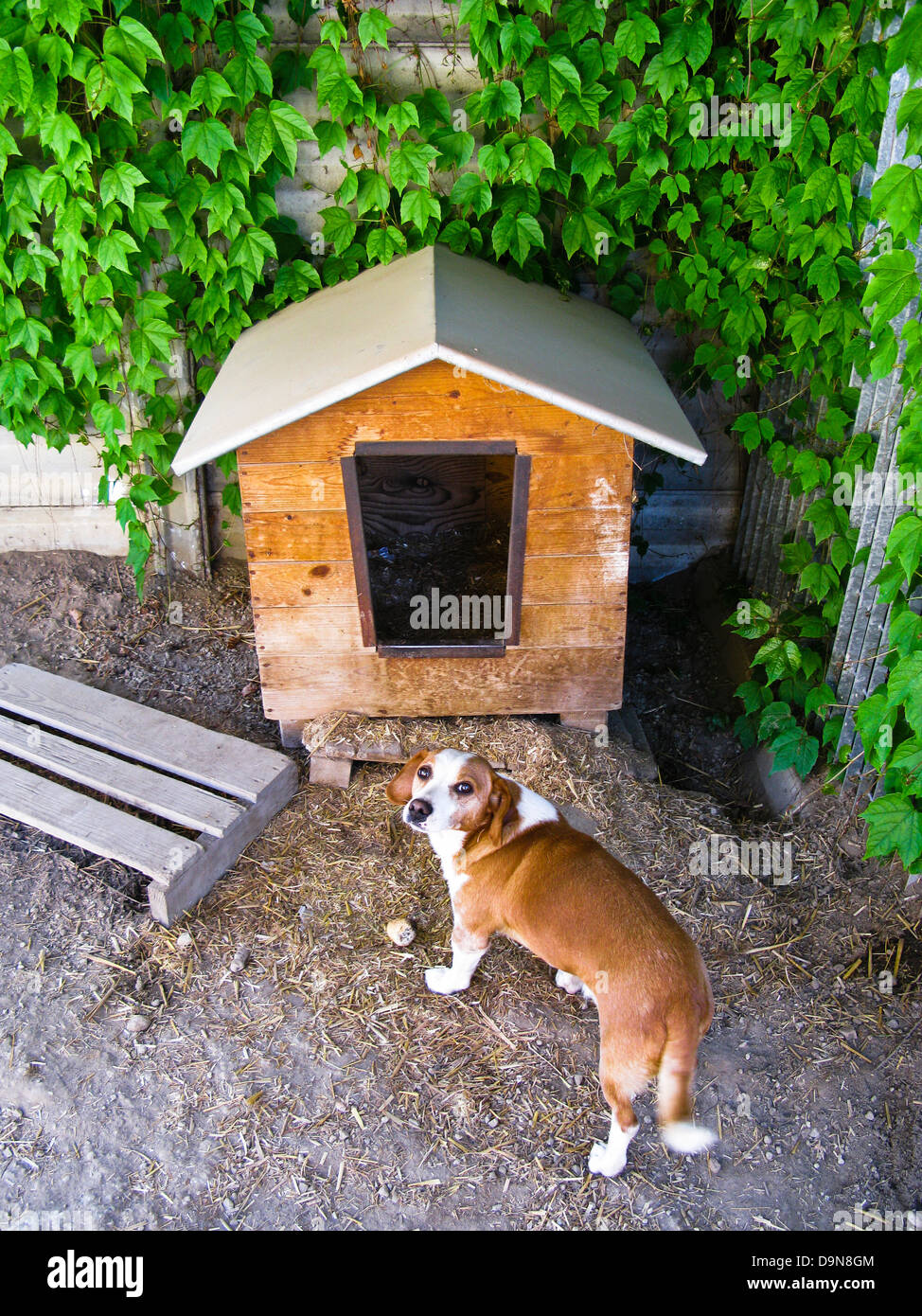 Dog standing close to dog house Stock Photo - Alamy