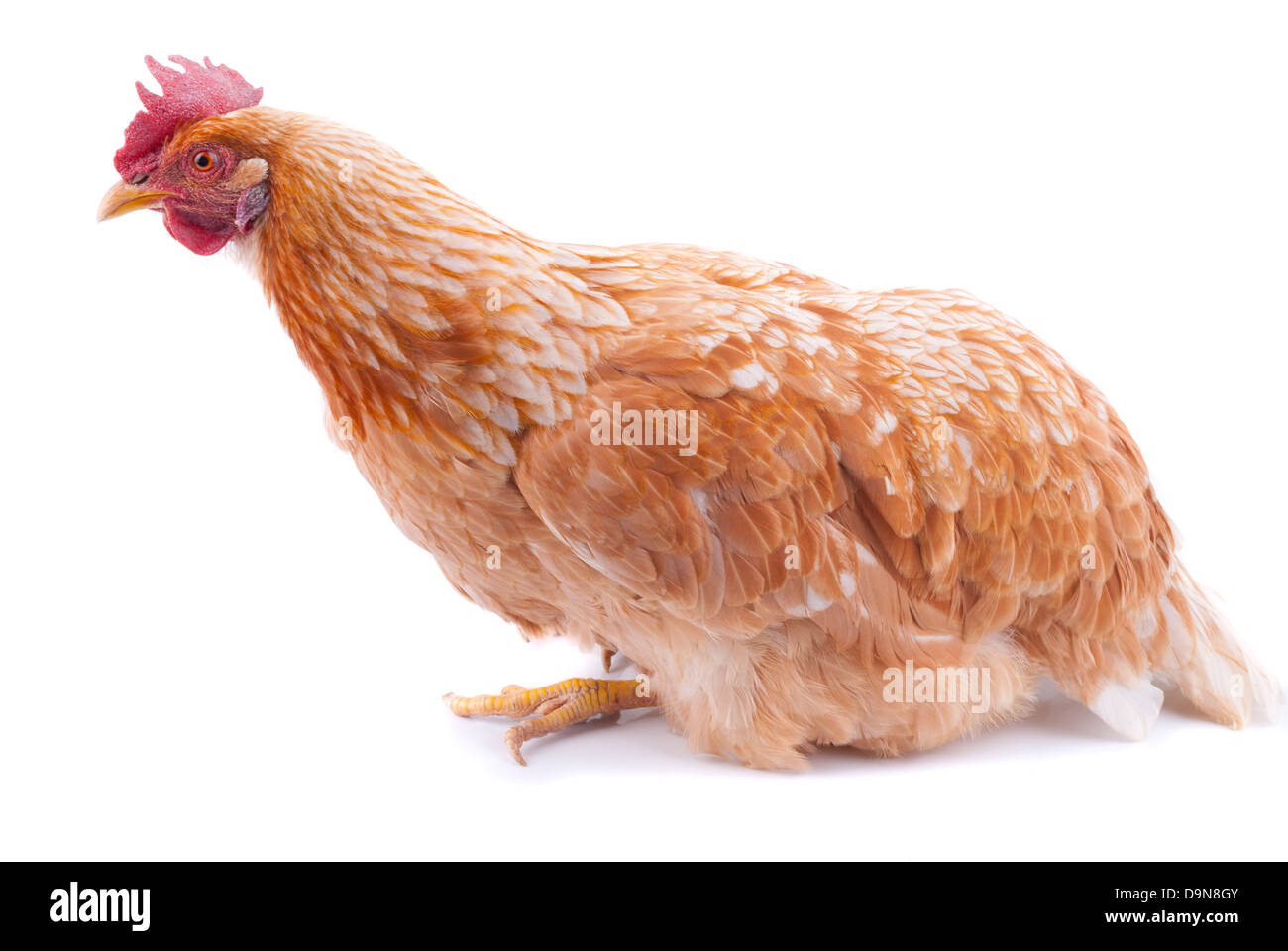 Chicken on a white background Stock Photo - Alamy