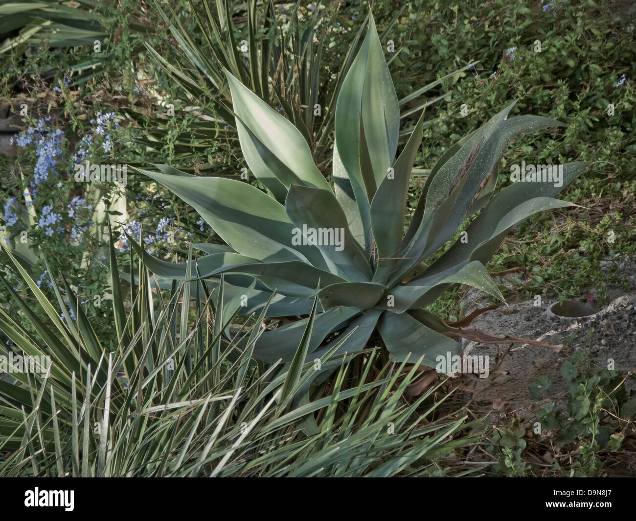 agave,garden of a villa,milazzo,sicily,italy Stock Photo - Alamy