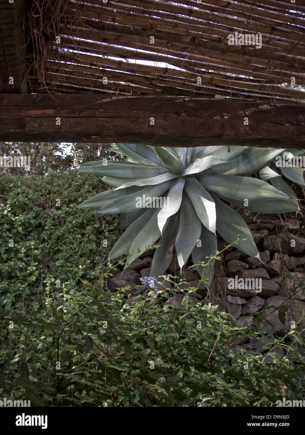 agave,garden of a villa,milazzo,sicily,italy Stock Photo - Alamy