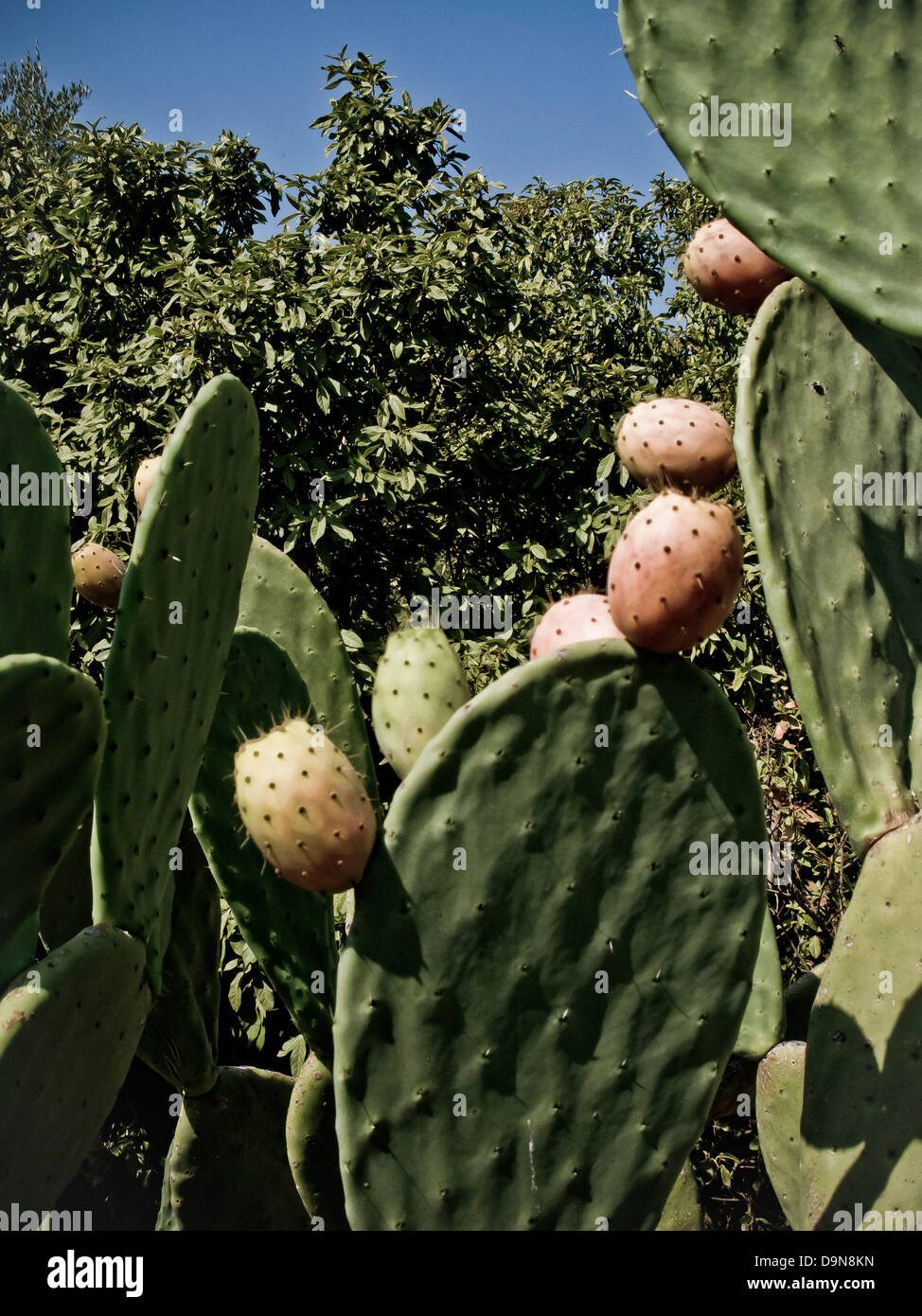 Sicily prickly pears hi-res stock photography and images - Alamy