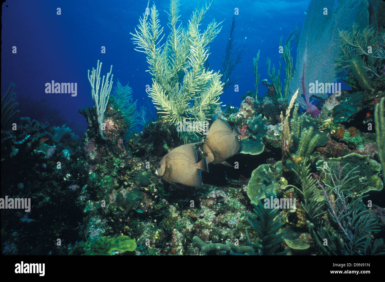 Biscayne National Park in Florida is known for its vibrant coral reefs ...